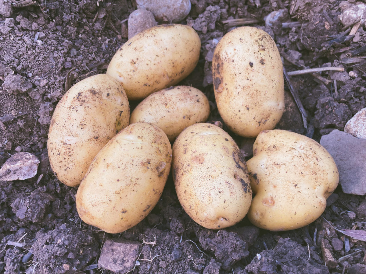 Kartoffeln Vom Bauern Kaufen In Der Nähe